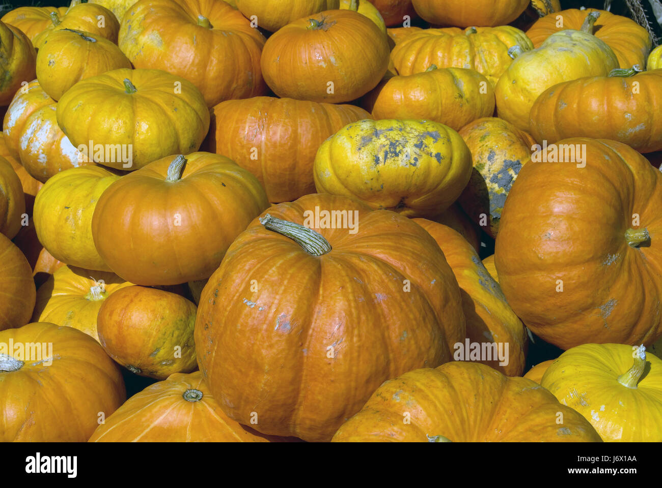 harvest vegetable pumpkin squash fall autumn orange food aliment ...