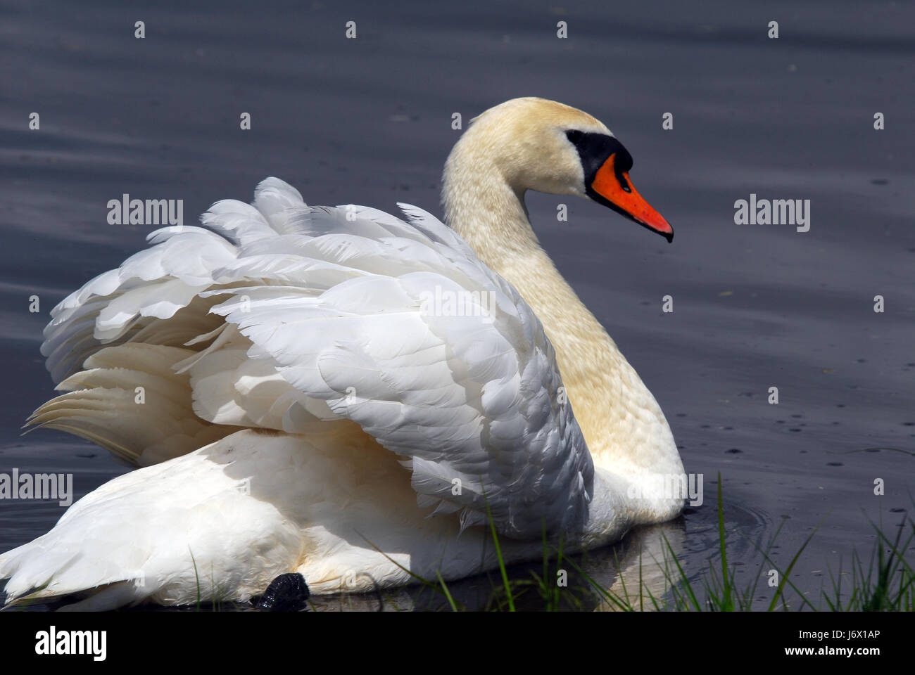 bird swan wing feather white bird swan wing aviary fresh water lake ...