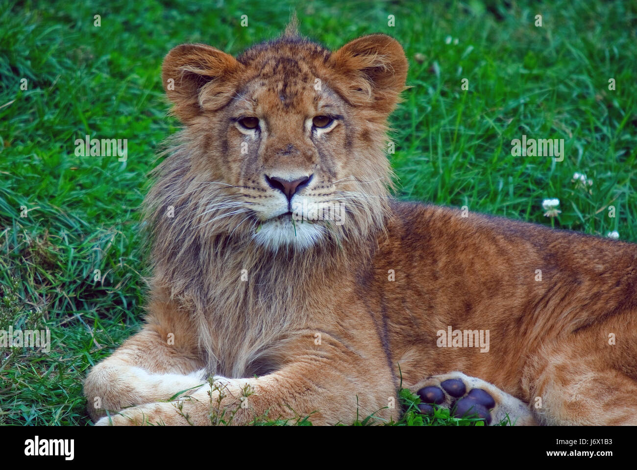 mammal male masculine fur predator feline young younger pussycat cat ...
