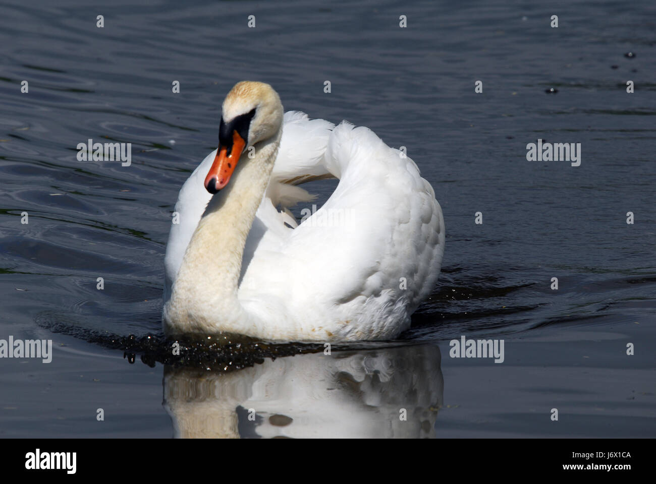 bird swan wing feather white bird swan wing aviary fresh water lake ...
