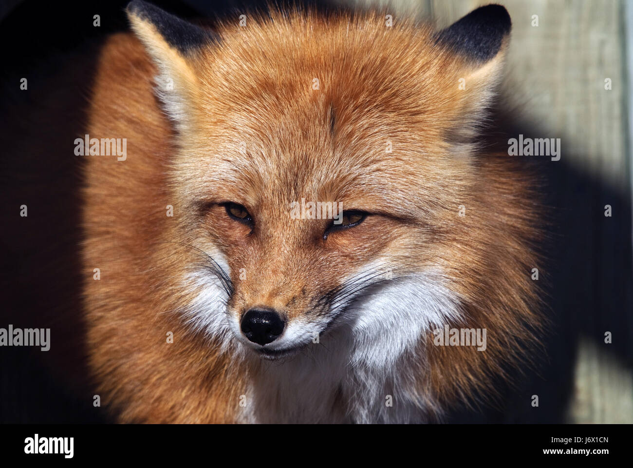 animal wild fur fox canine red animal mammal wild portrait fur dog ...