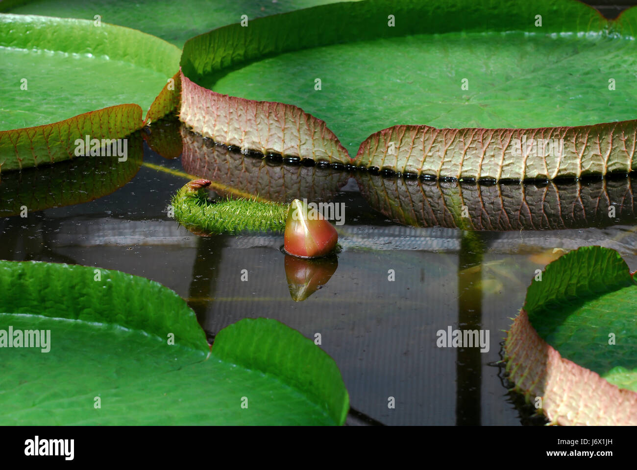 Botany nymphaeaceae victoria hi-res stock photography and images - Alamy