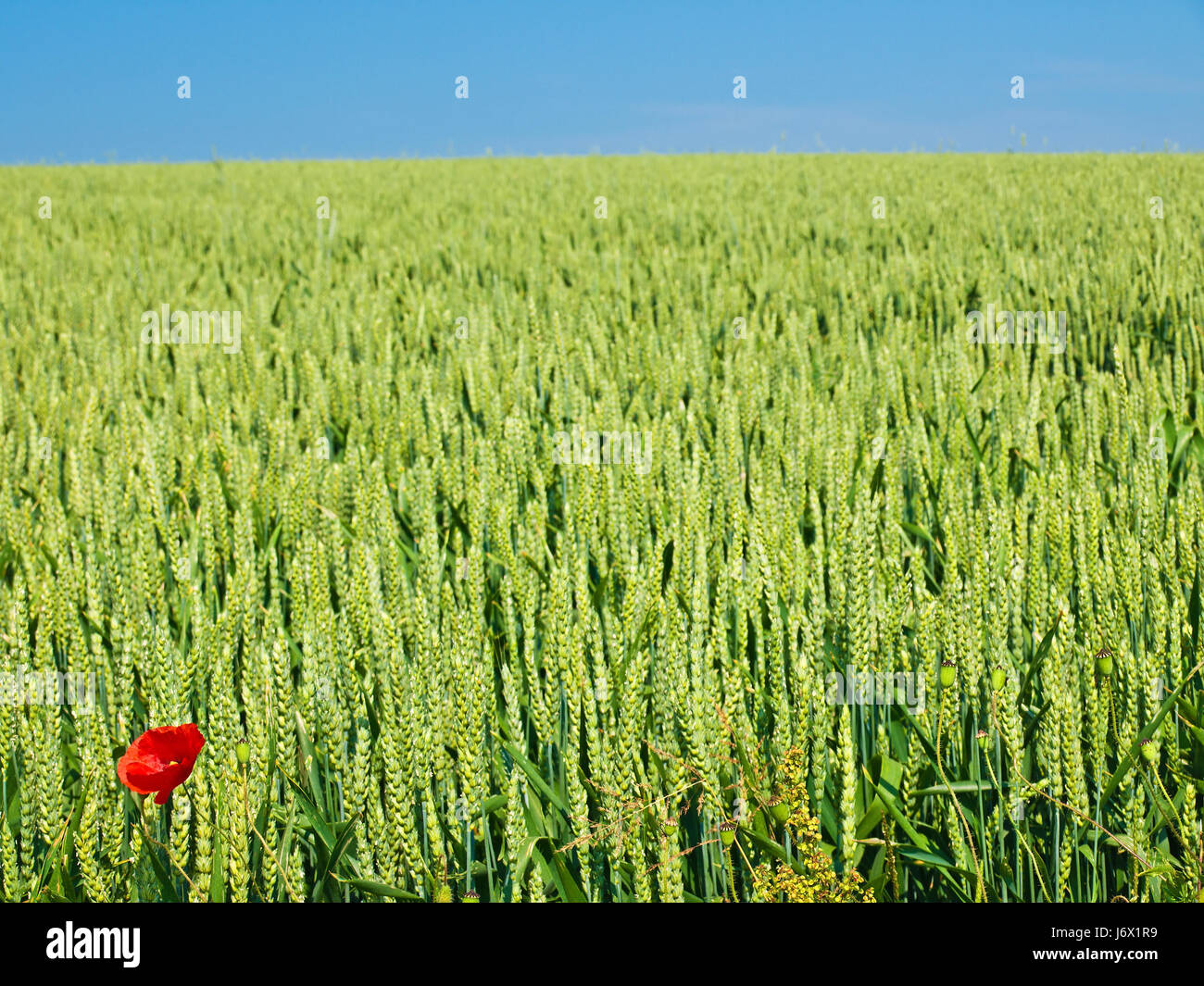 Quotpapver rhoeasquot hi-res stock photography and images - Alamy