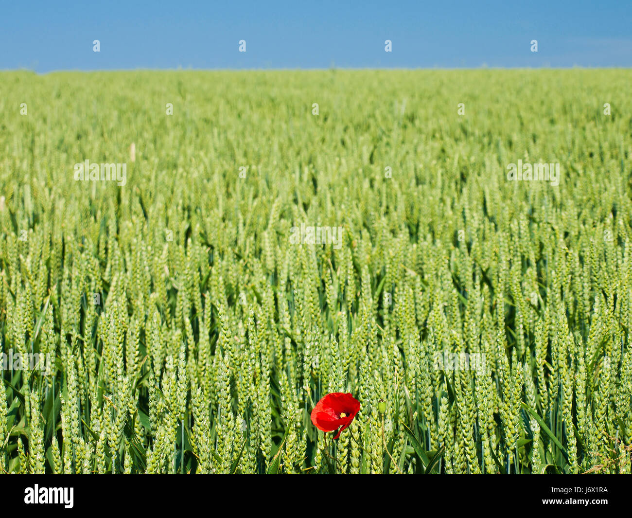 Quotpapver rhoeasquot hi-res stock photography and images - Alamy