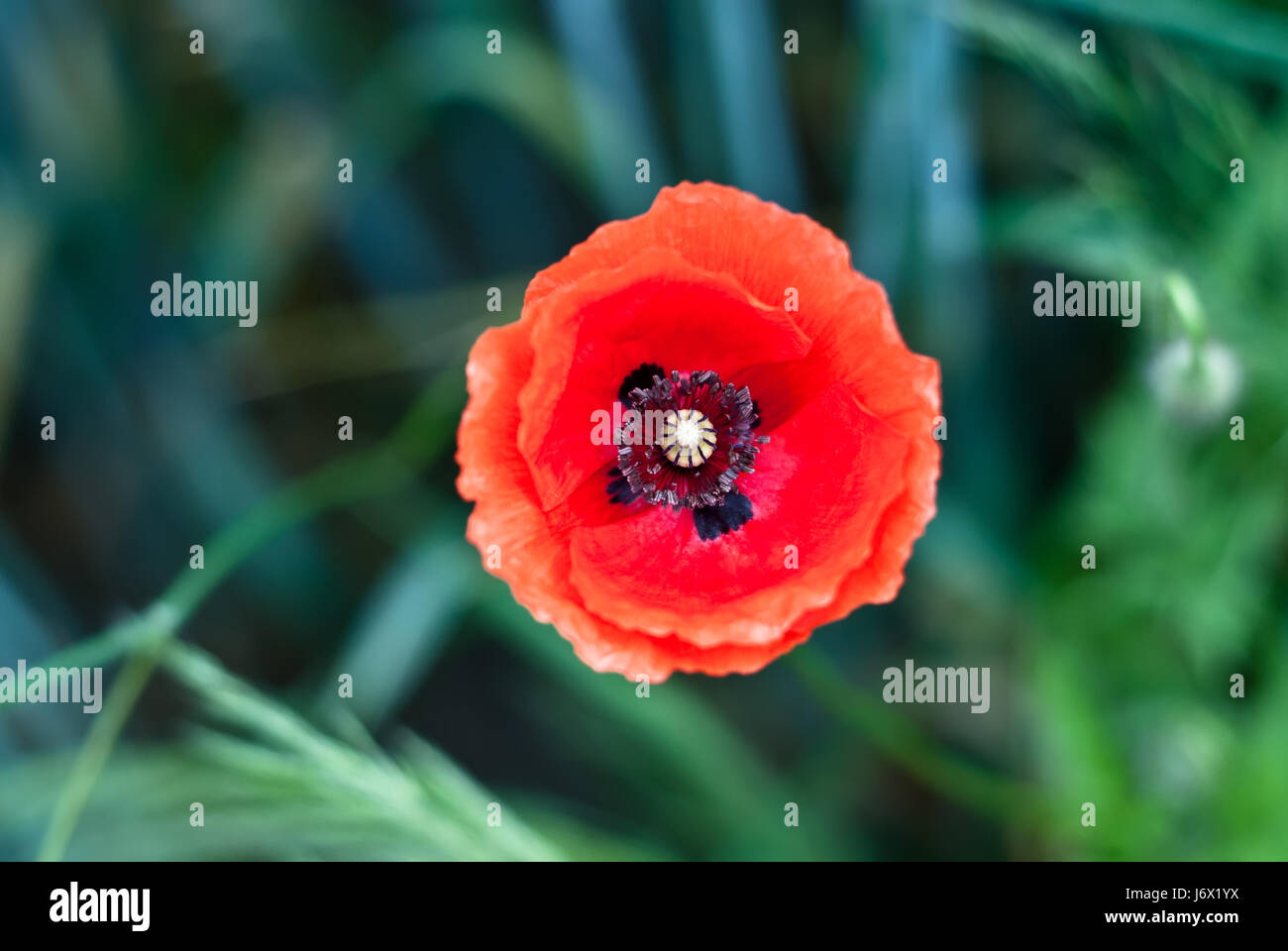 single poppy v2 Stock Photo - Alamy