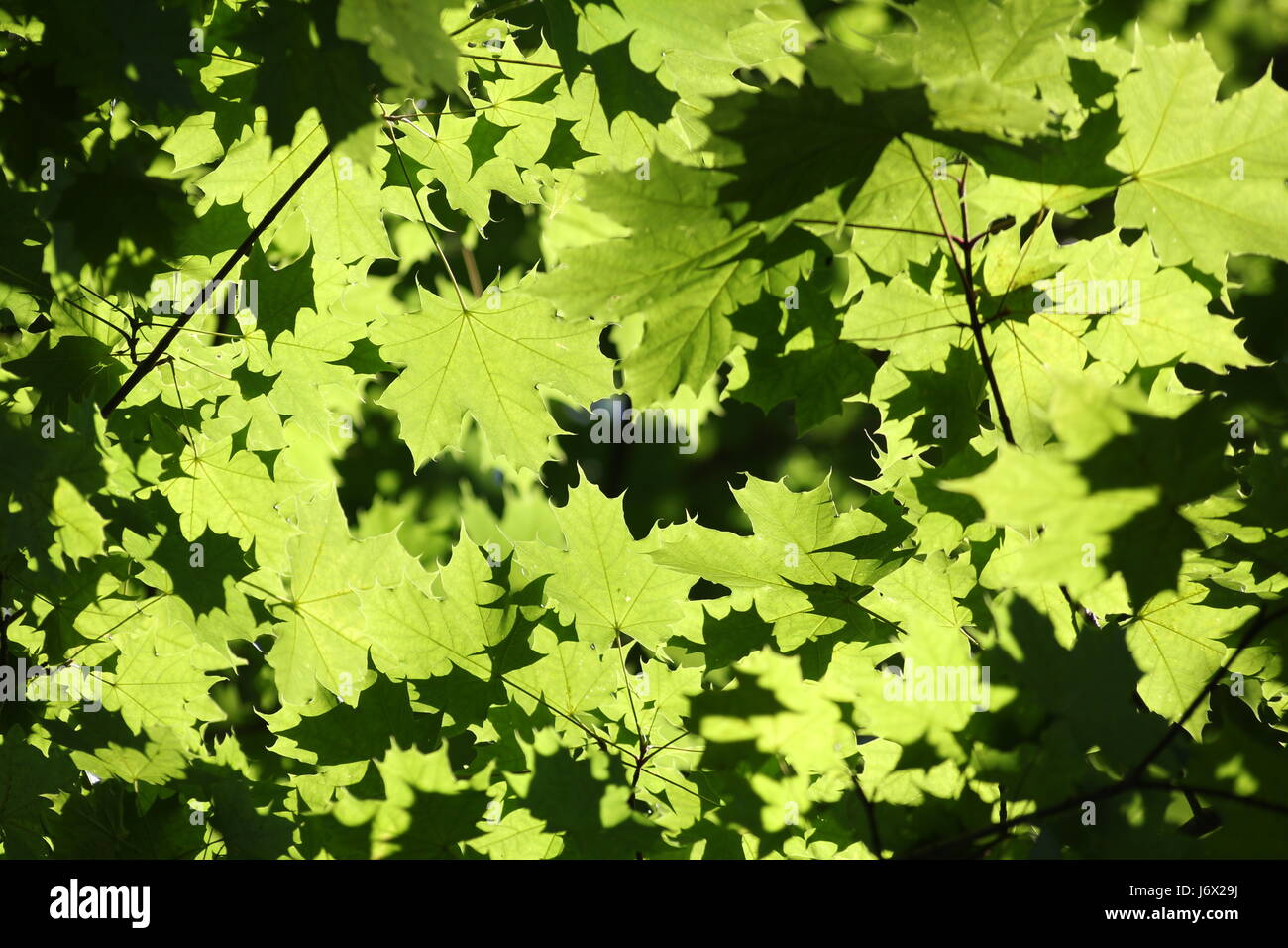 leaves in sunlight Stock Photo - Alamy