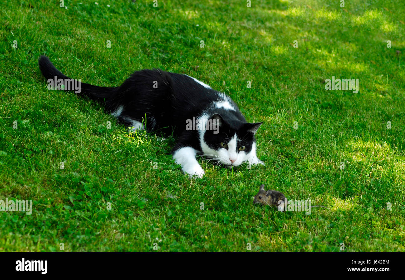 cat and mouse Stock Photo - Alamy