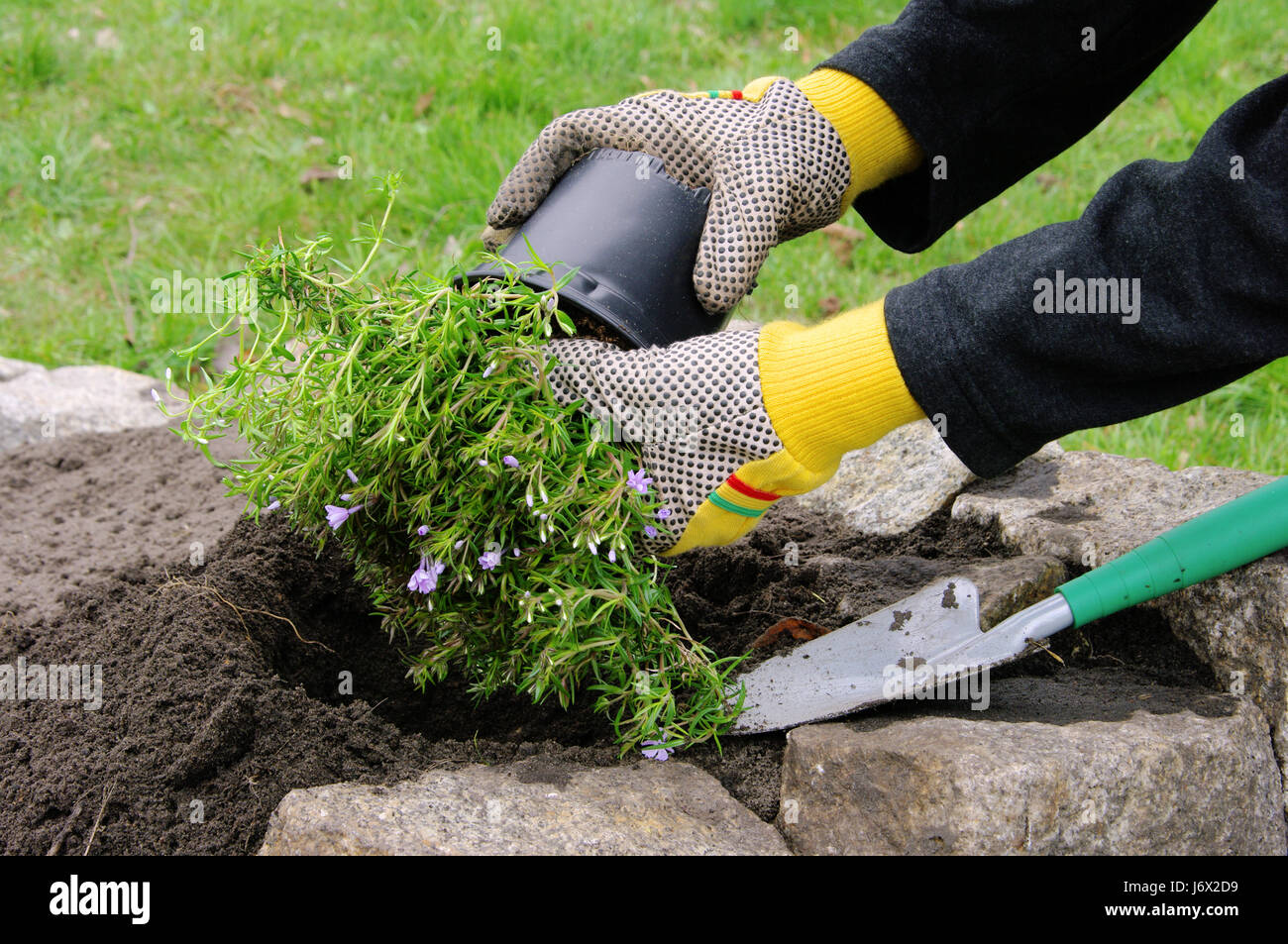 perennial plant - shrub planting 08 Stock Photo - Alamy