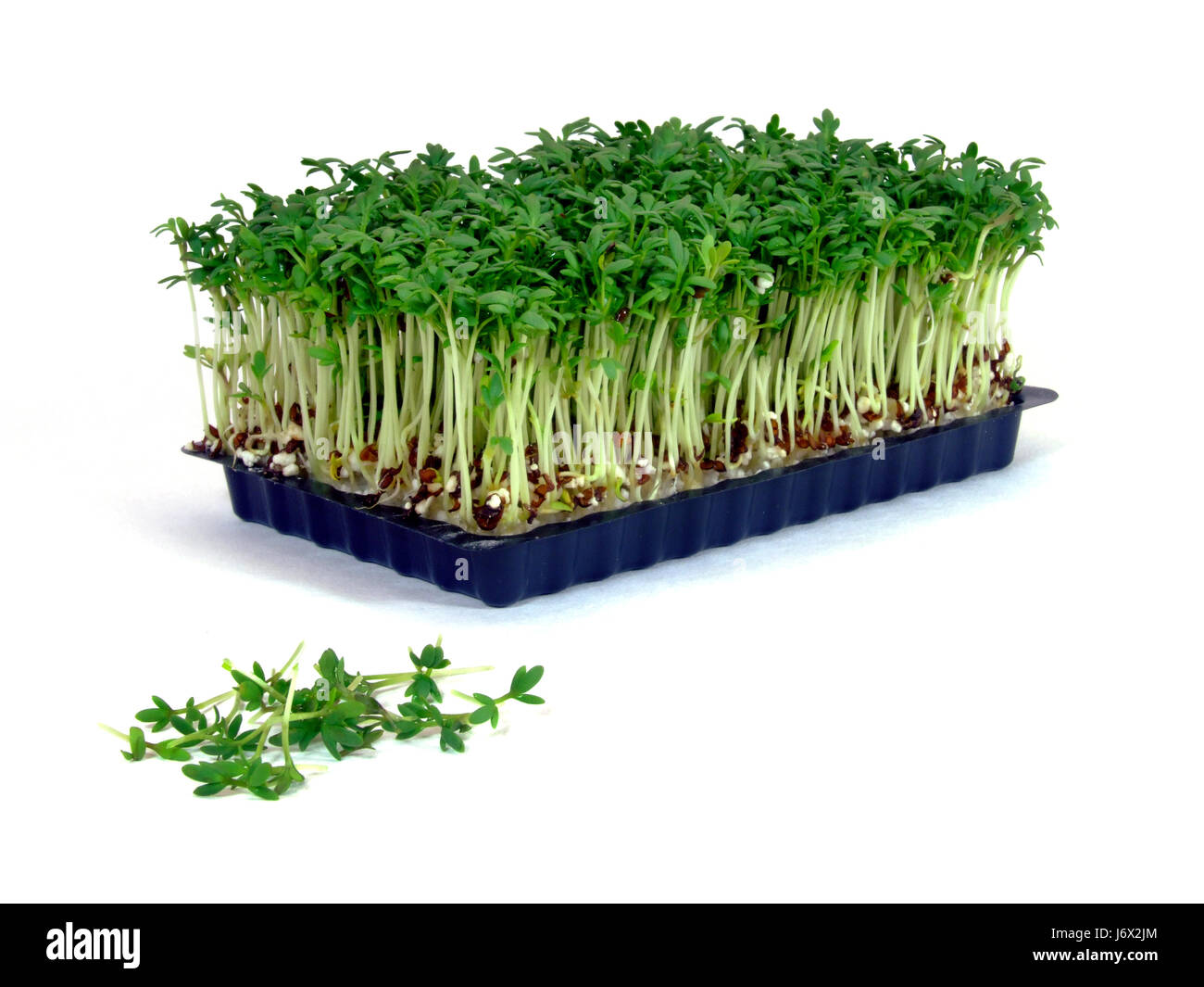 garden cress (lepidium sativum Stock Photo - Alamy