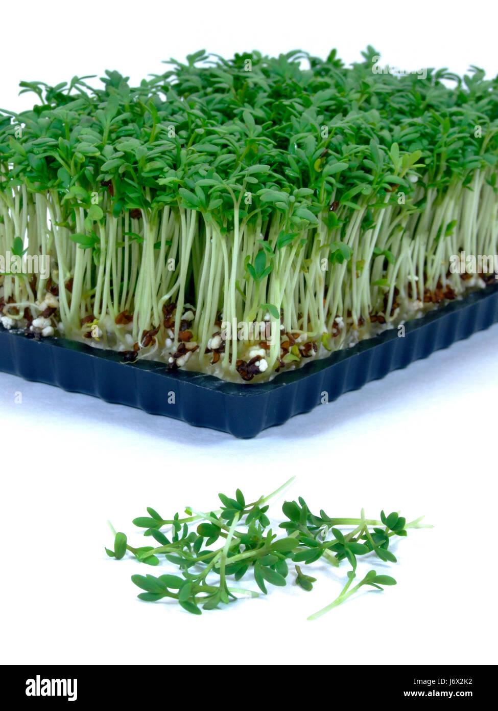 garden cress (lepidium sativum Stock Photo - Alamy