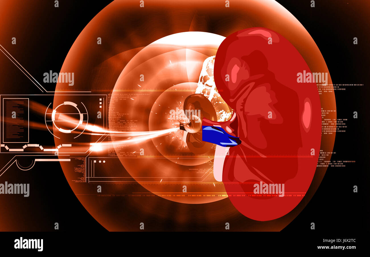 science means agent medicine drug remedy substance kidney medulla model ...
