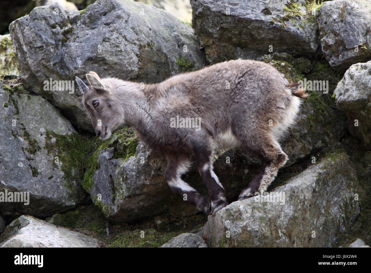 Steinbockkitz hi-res stock photography and images - Alamy