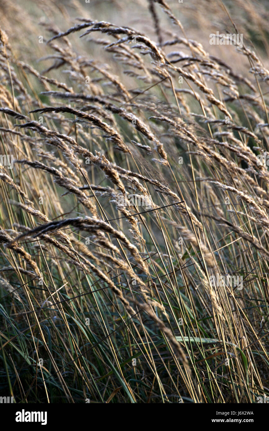 Red Fescue Grass High Resolution Stock Photography and Images - Alamy