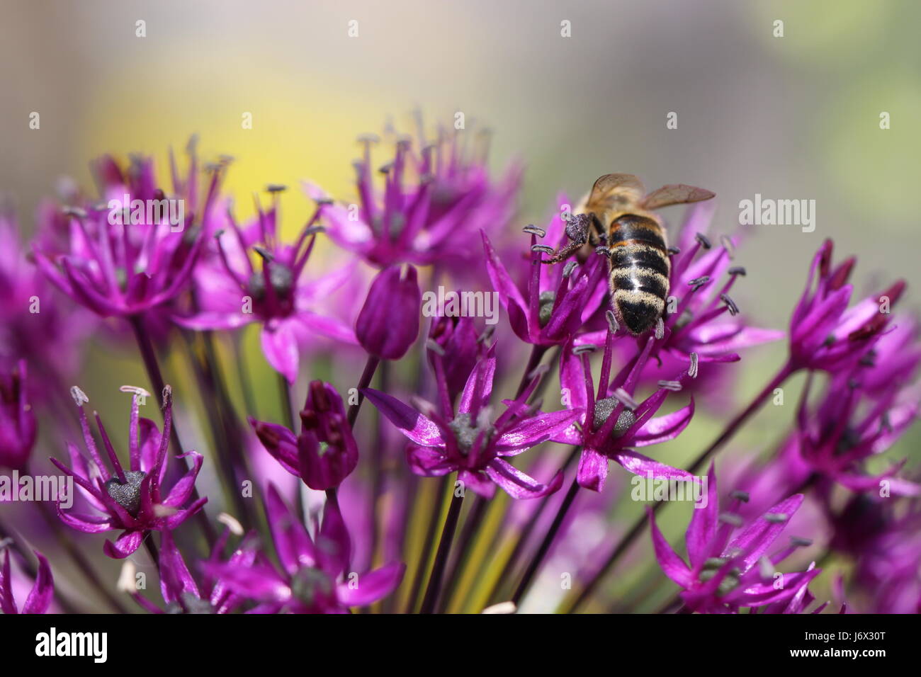 allium with bee Stock Photo - Alamy