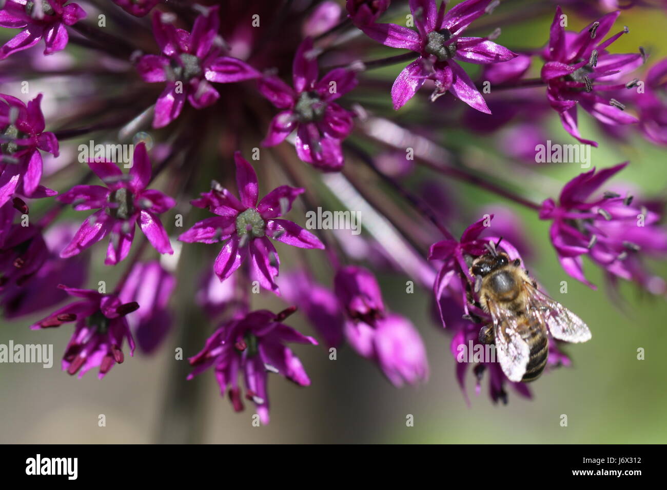 iran leeks with bee Stock Photo - Alamy