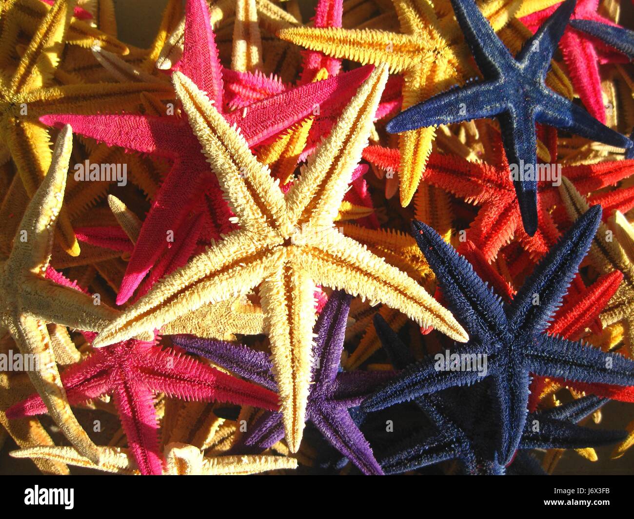 Bright coloured starfish hi-res stock photography and images - Alamy