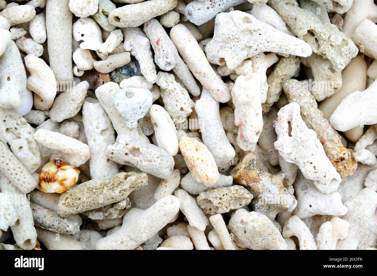 detail beach seaside the beach seashore shell underwater under tropical ...