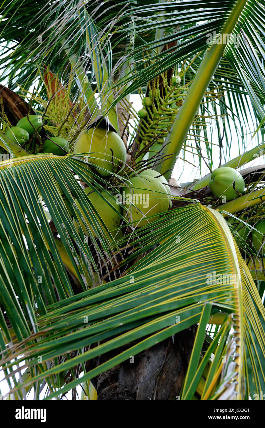 tree palm coconut close travel detail tree heaven paradise fruit dapper ...