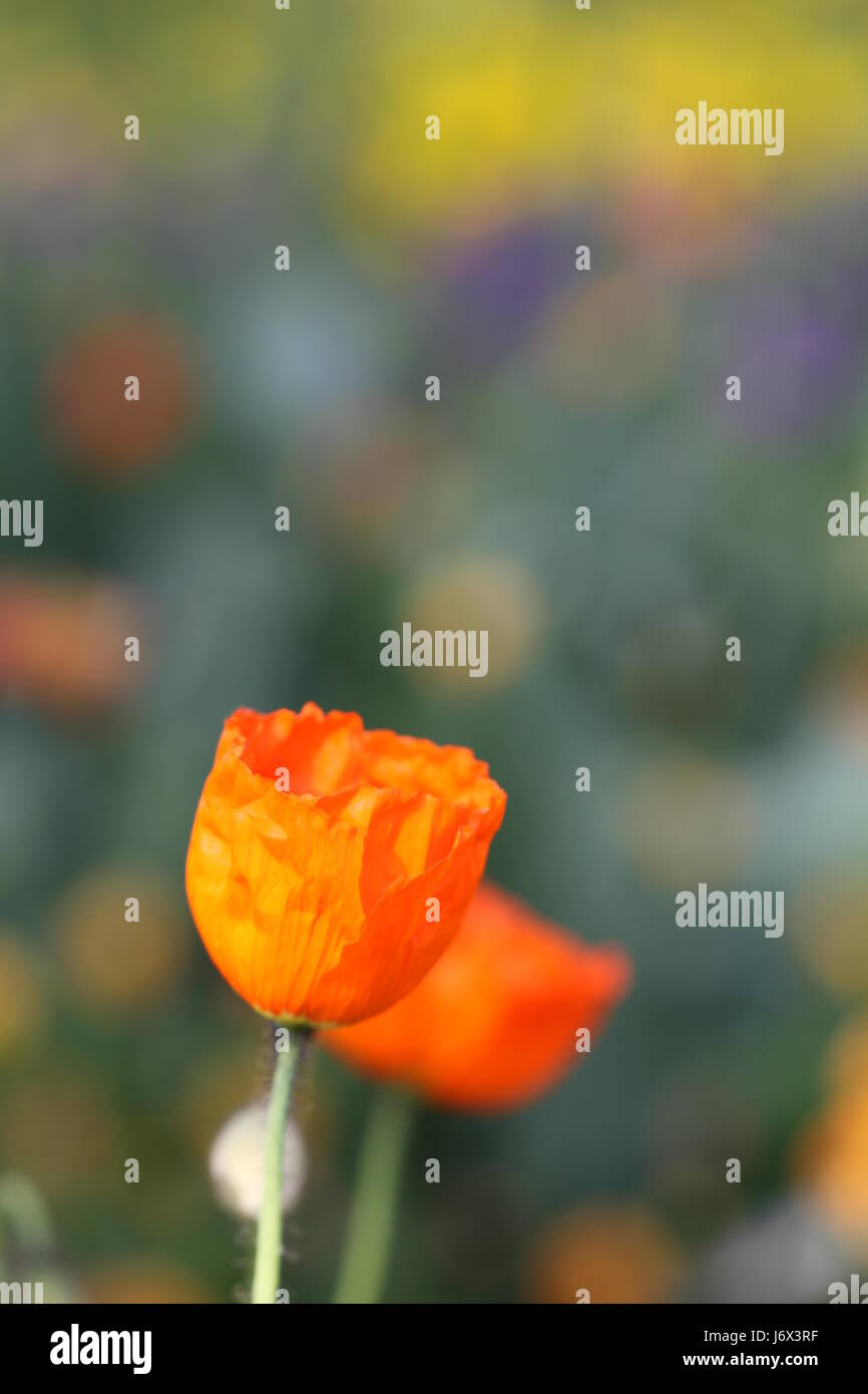 poppy as paintings Stock Photo - Alamy