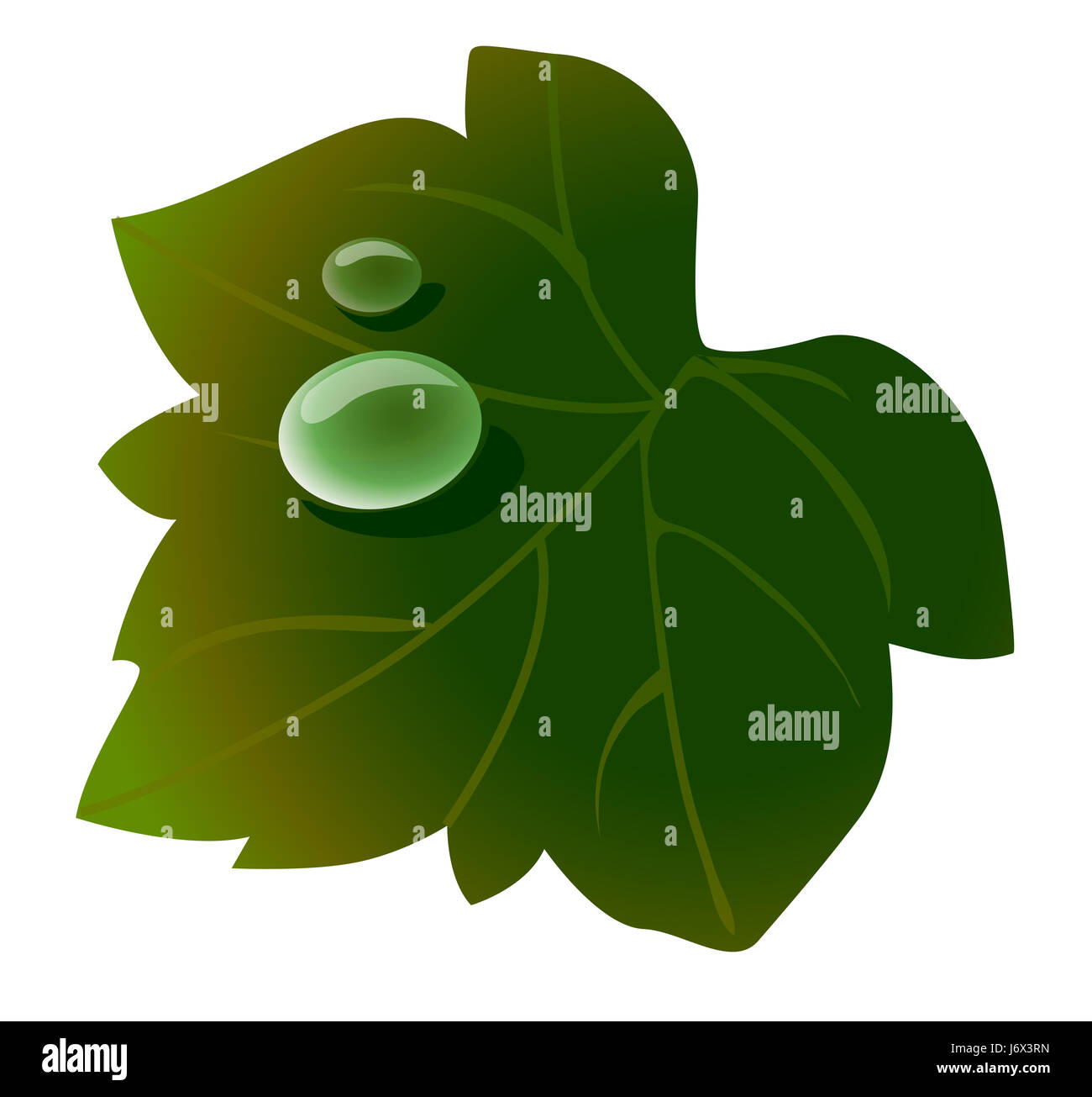 leaf drop leave water nature drip drops seeping sopping drips close ...