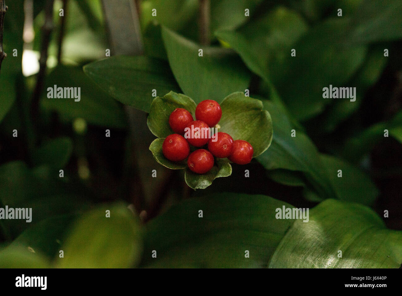 Blood Red Berries High Resolution Stock Photography and Images - Alamy