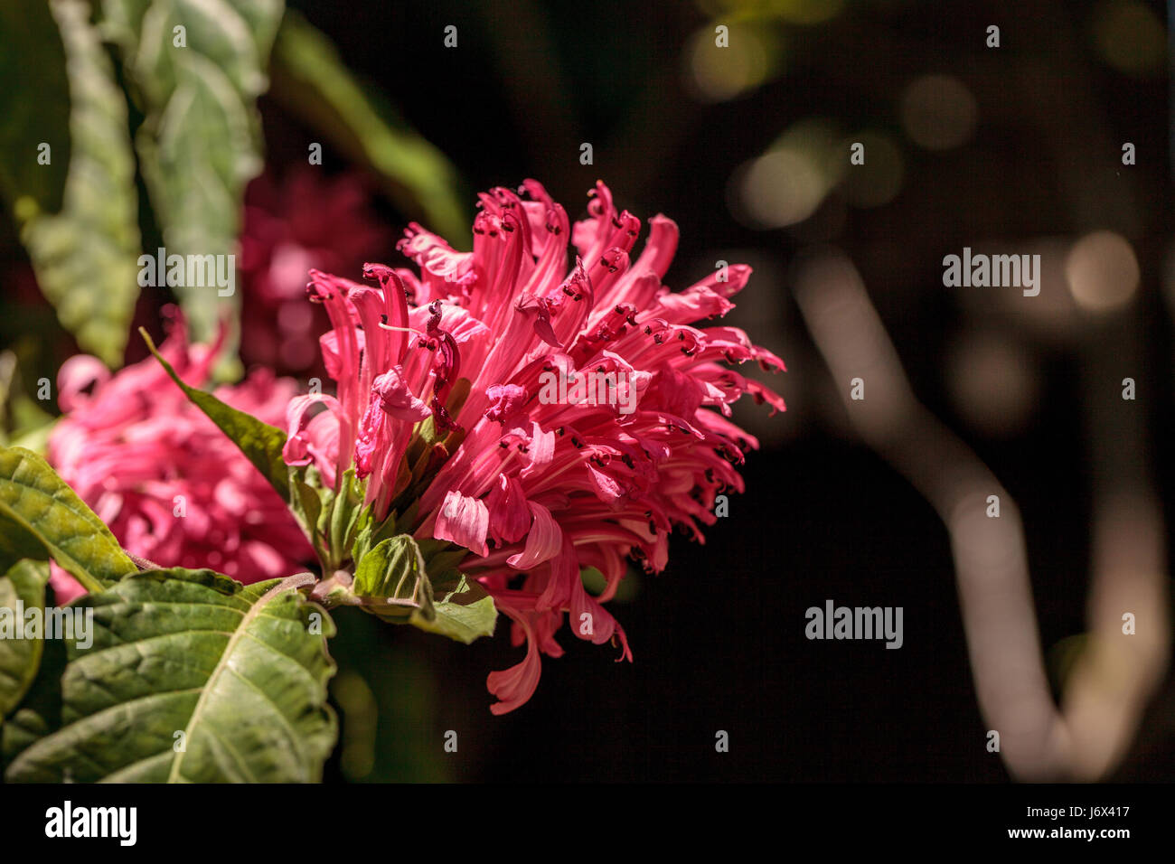 Brazilian plume flower Justicia carnea blooms with pink flowers on a ...