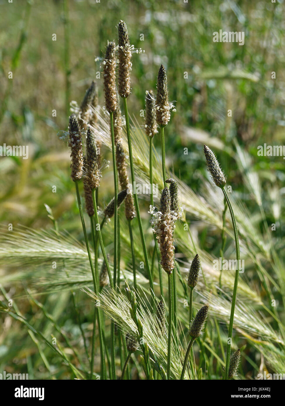 Sgrser hi-res stock photography and images - Alamy