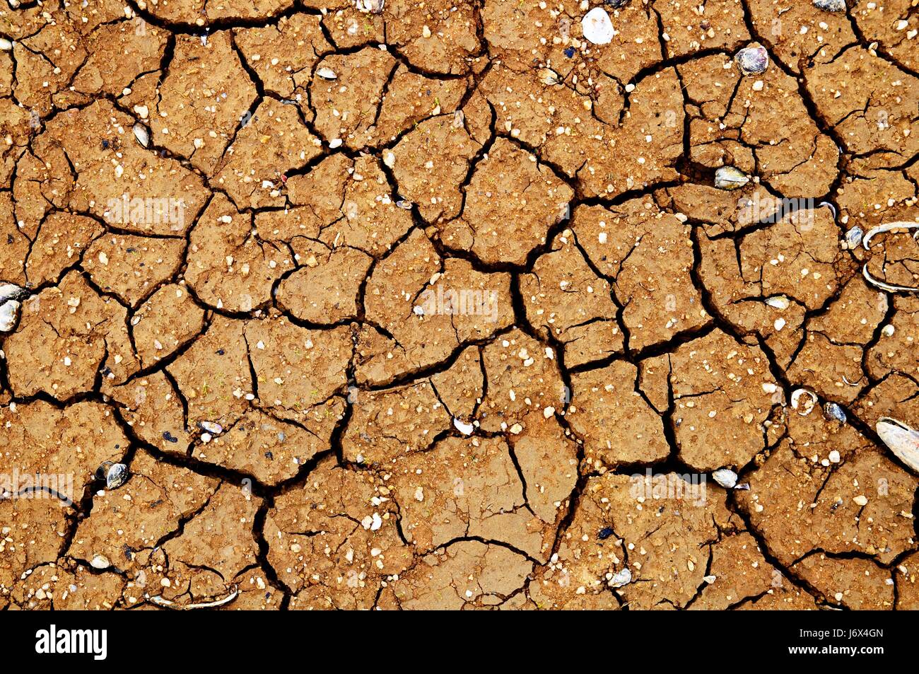 Barren Desert Wasteland