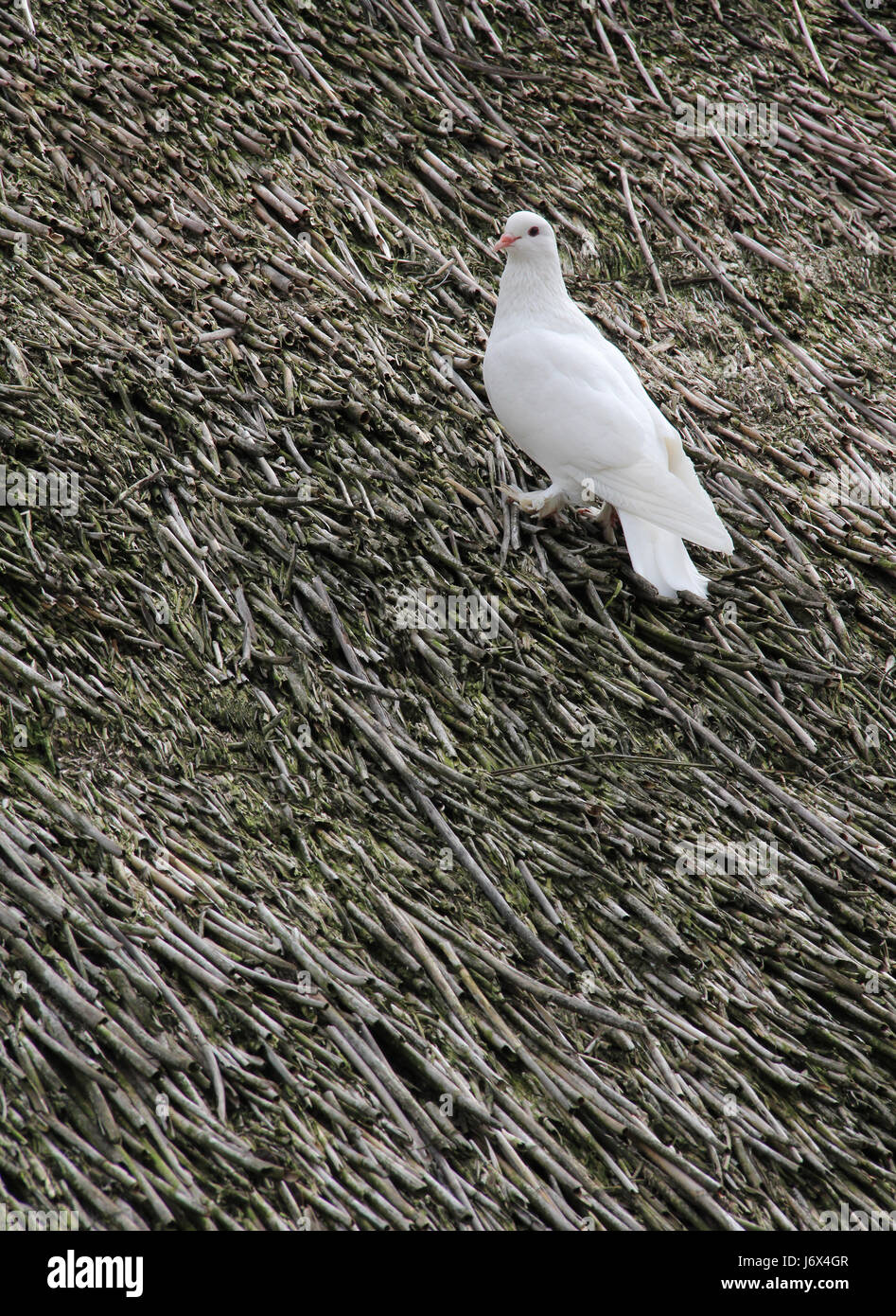 traditional wildlife peace vertical dry dried up barren style of ...