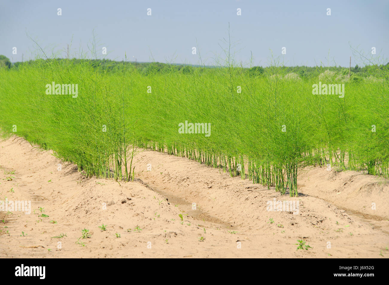 asparagus field - asparagus field 24 Stock Photo - Alamy
