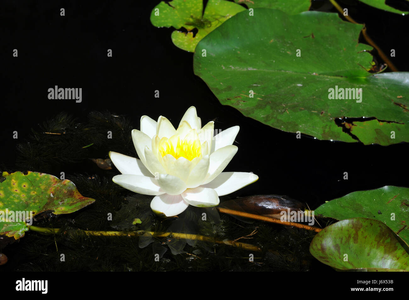 Nymphaea pygmaea alba hi-res stock photography and images - Alamy