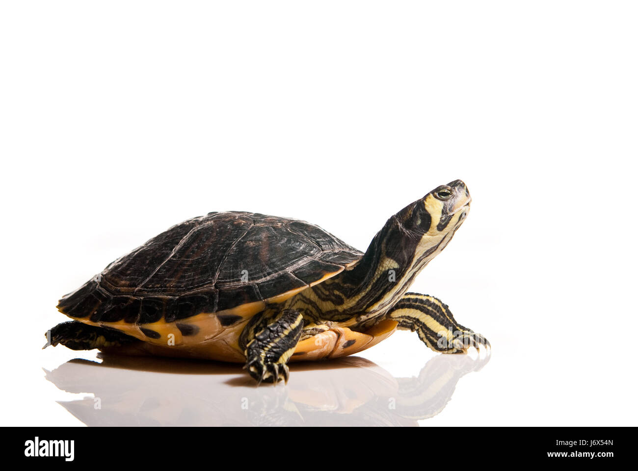 isolated animal creature wildlife turtle tortoise isolated animal ...