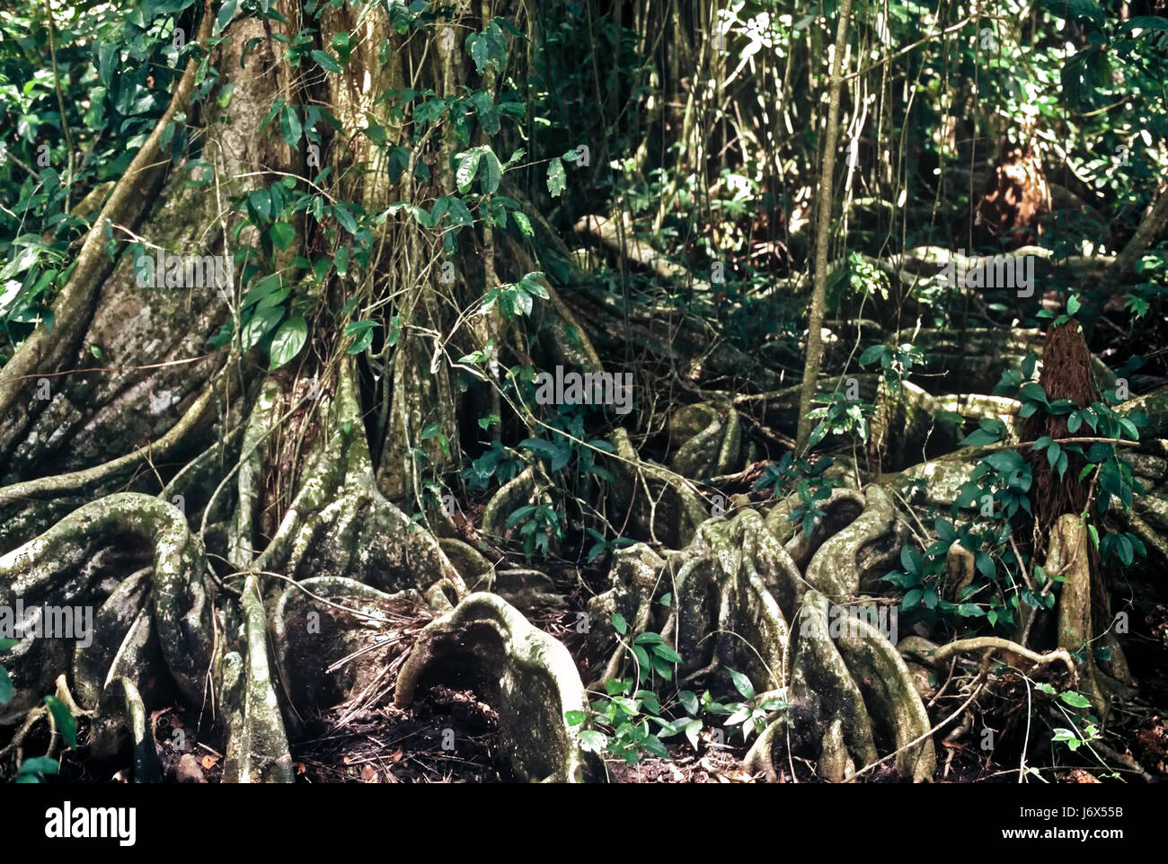 Central root structure hi-res stock photography and images - Alamy