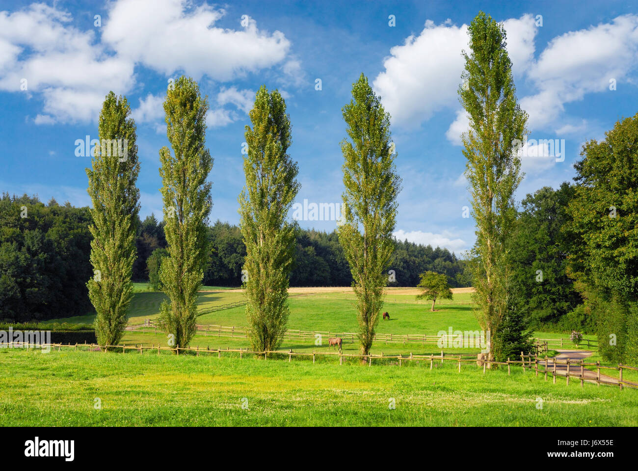 Pappelbaum hi-res stock photography and images - Alamy
