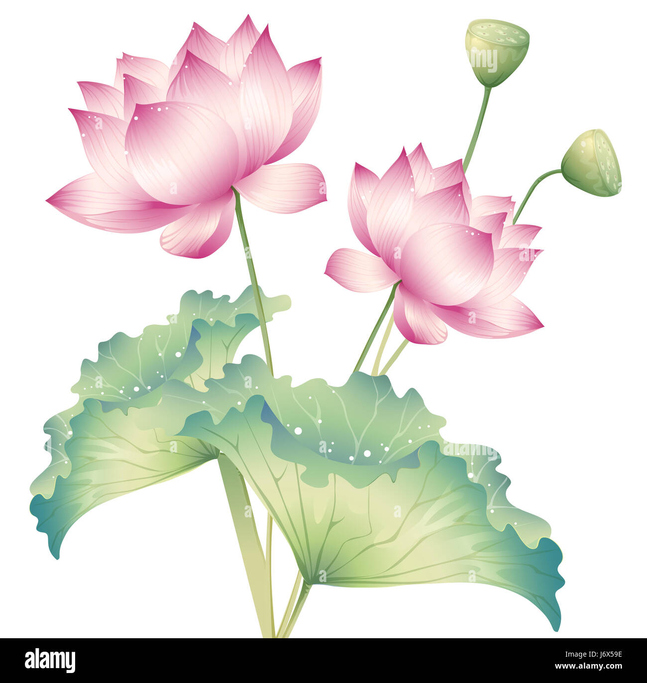 leaf flower plant lotus water drop waterdrop water natural beautiful ...