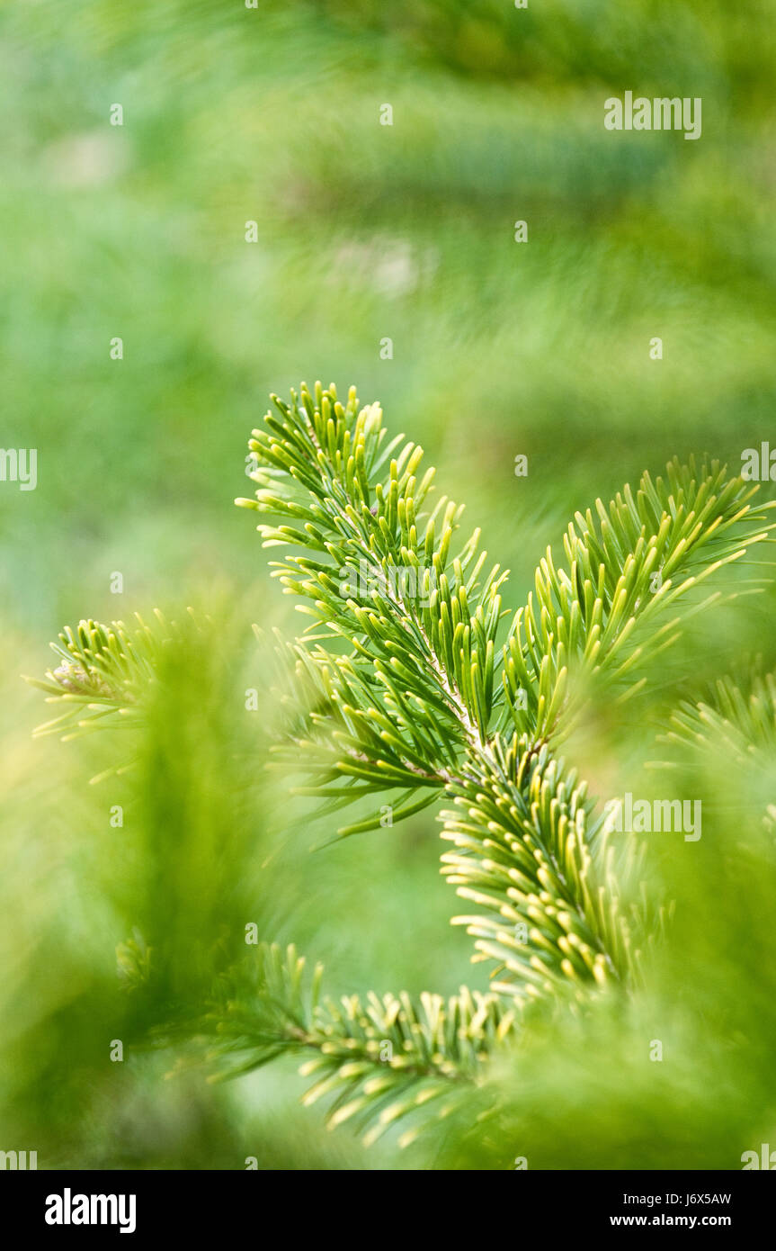 closeup tree pine spring bouncing bounces hop skipping frisks jumping ...