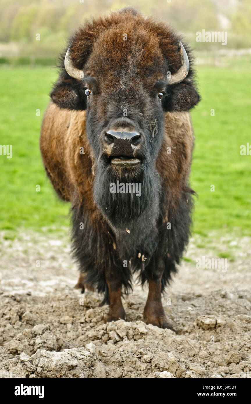 Native american bison hunt hi-res stock photography and images - Alamy
