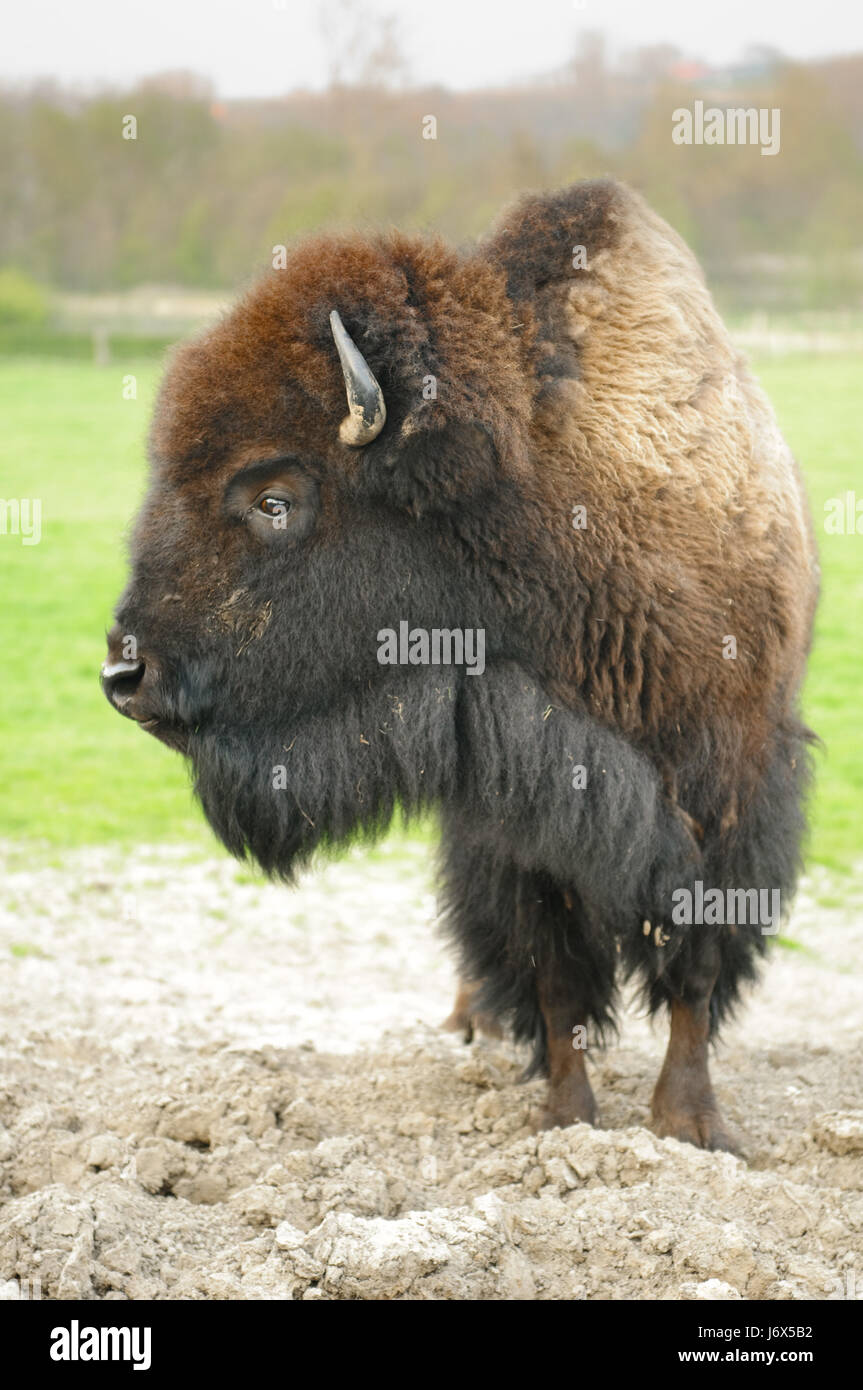 american livestock cattle bison buffalo profile walk go going walking ...