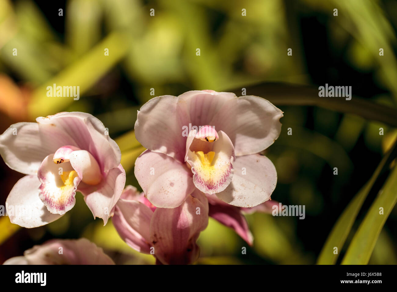 Pink Cymbidium orchid flower blooms in a botanical garden in spring ...