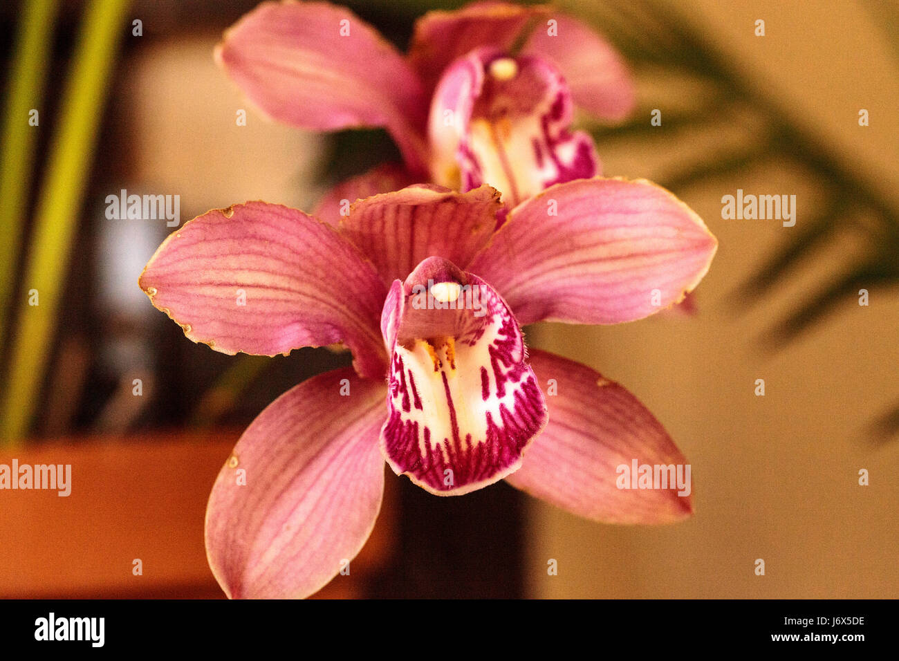 Pink Cymbidium orchid flower blooms in a botanical garden in spring ...