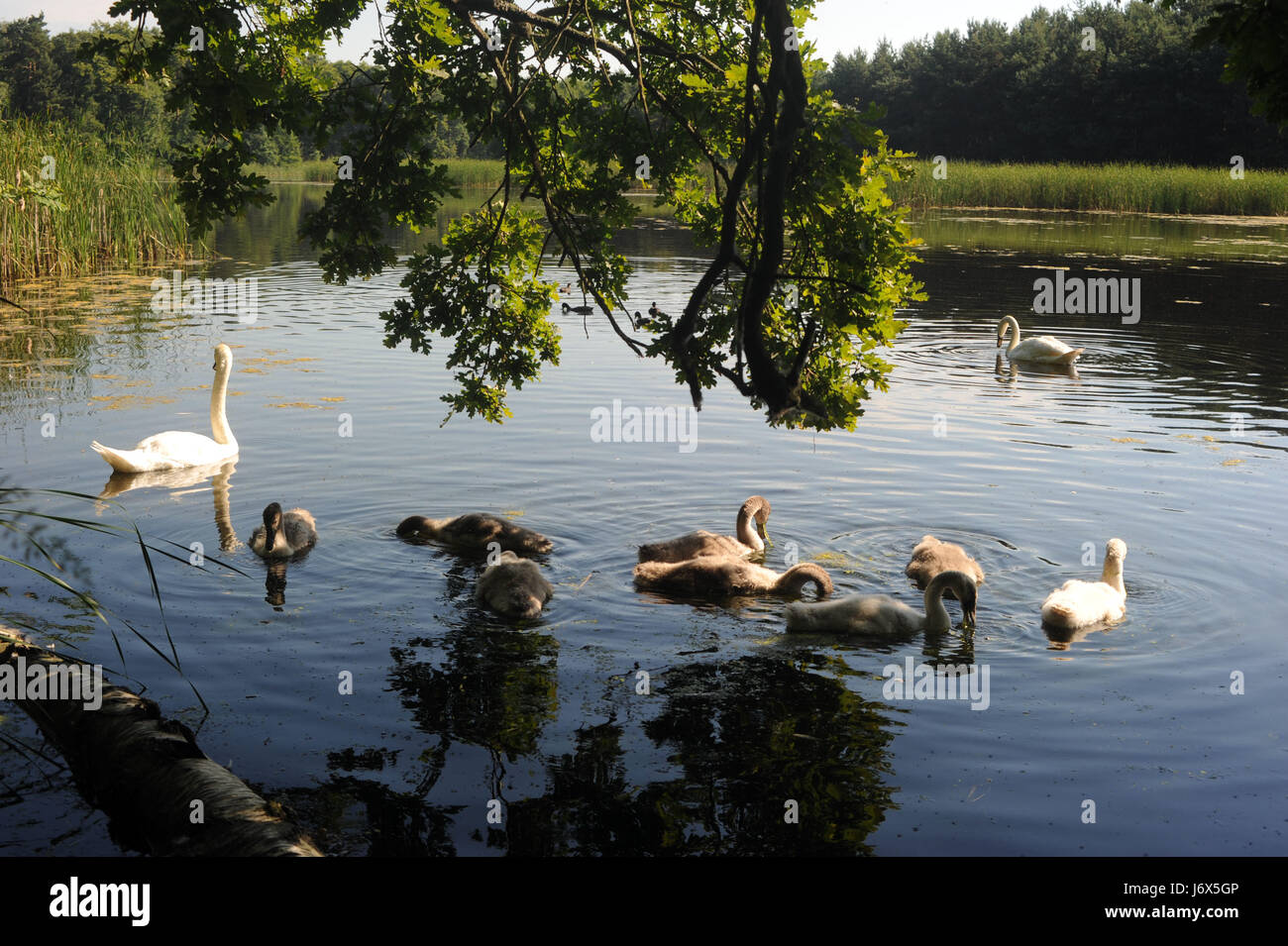 swans with young animals Stock Photo - Alamy