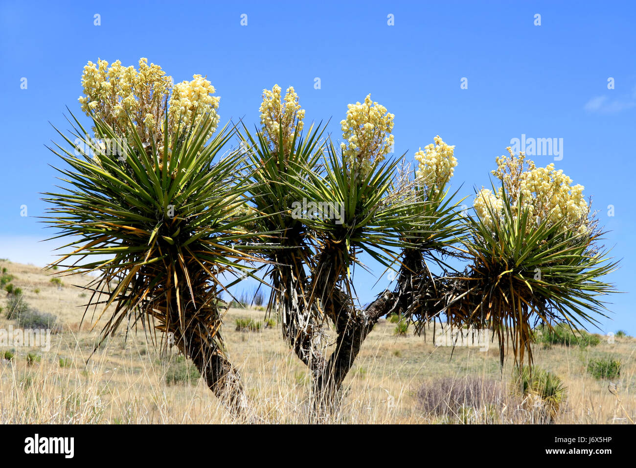 yucca in texas Stock Photo - Alamy