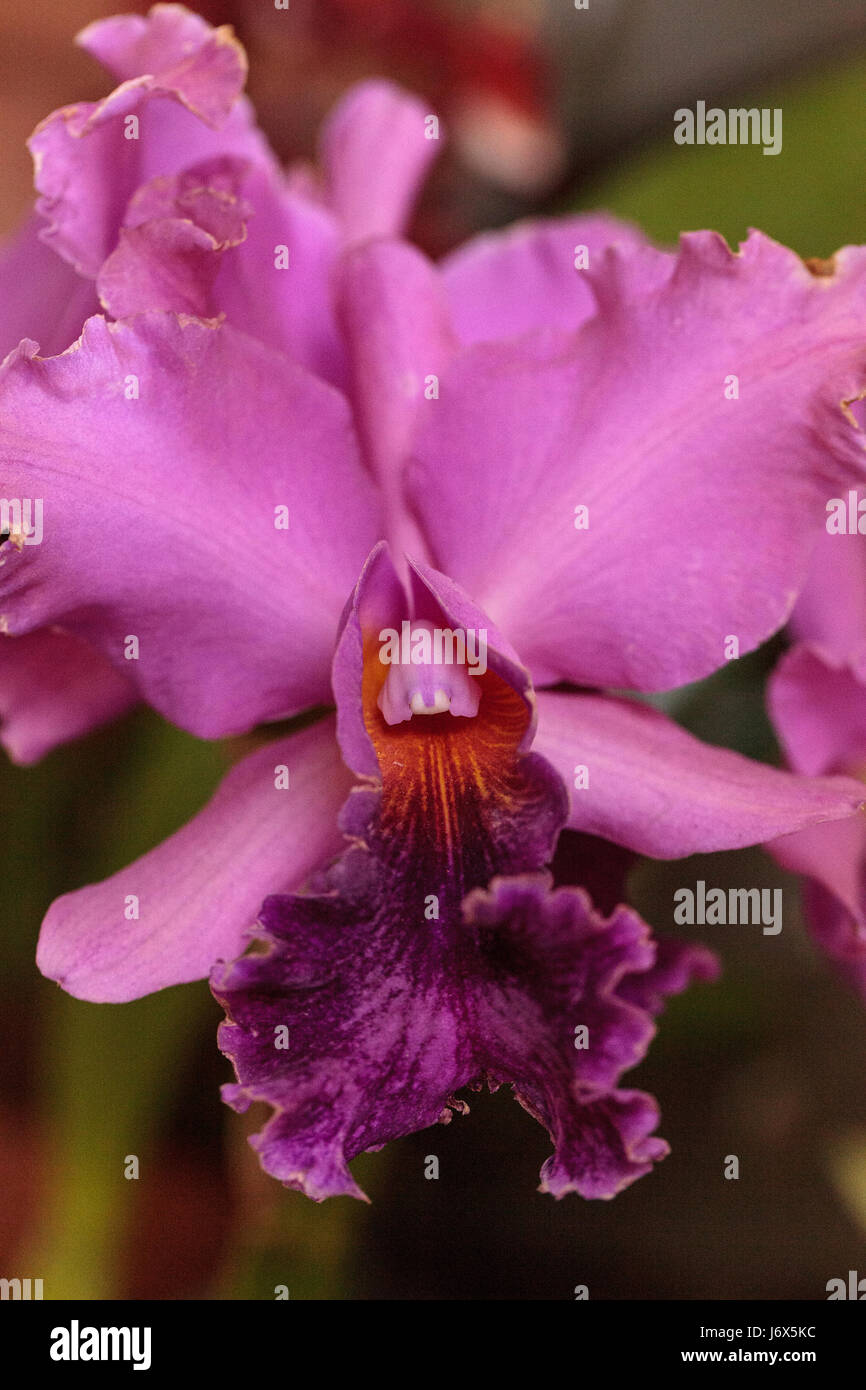 Pink Cattleya orchid flower blooms in a botanical garden in spring ...