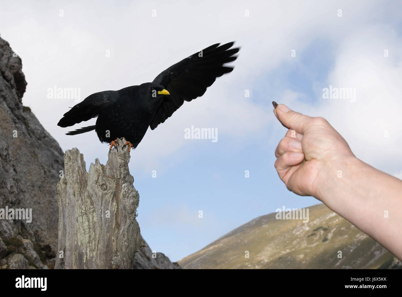 Bergdohle hi-res stock photography and images - Alamy