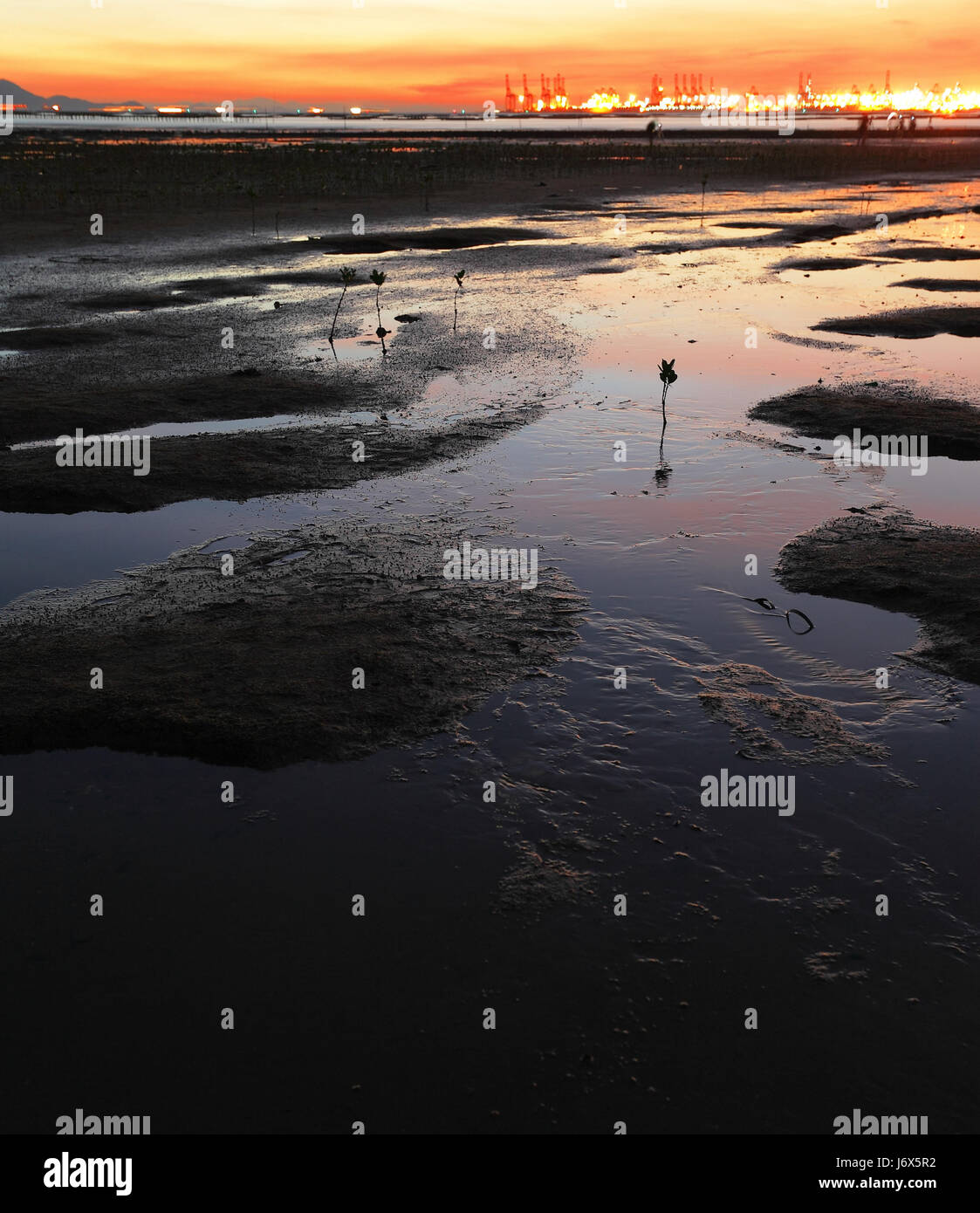 environment enviroment beach seaside the beach seashore color mangrove ...