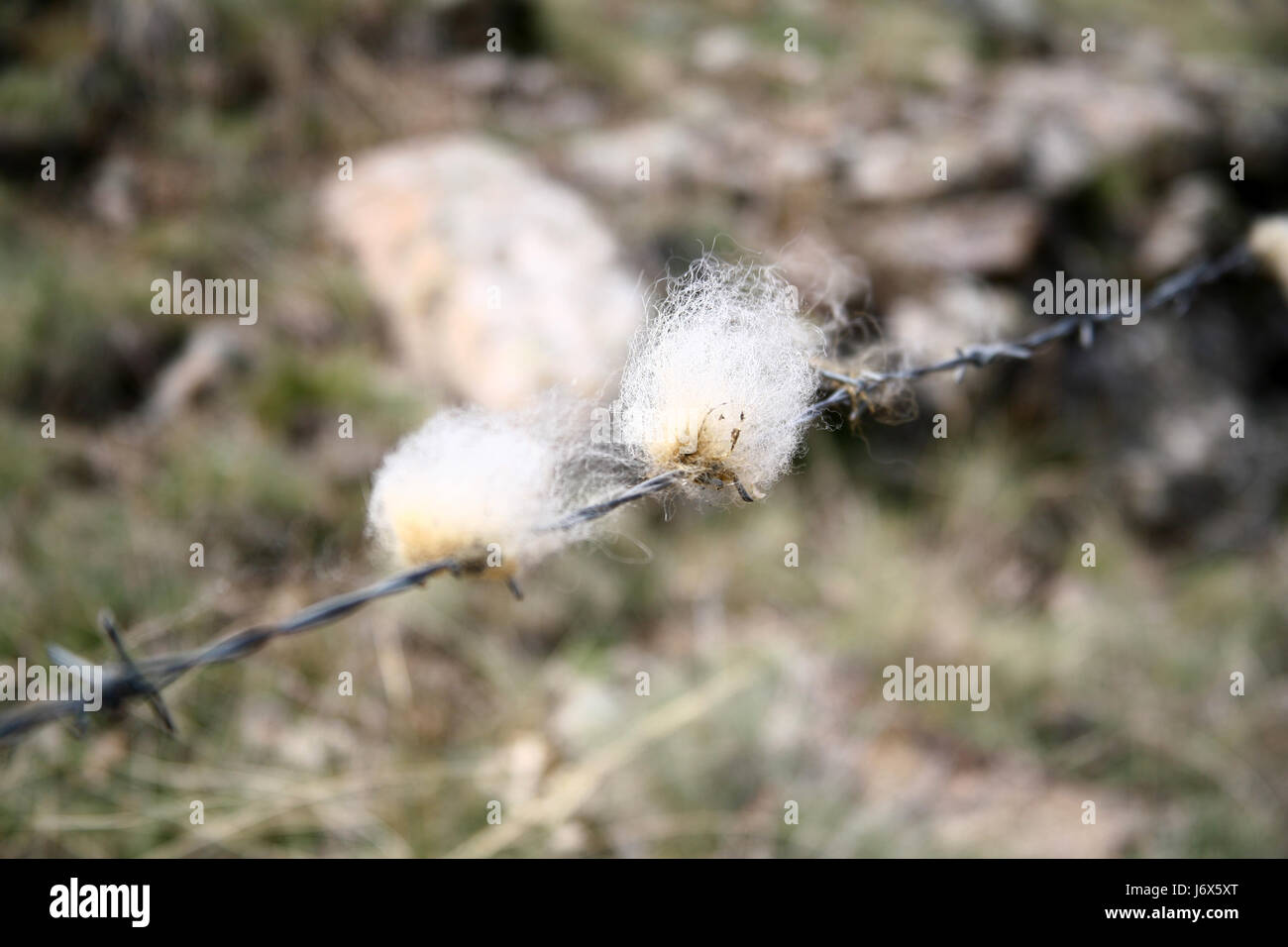 Fighting with wire hi-res stock photography and images - Alamy