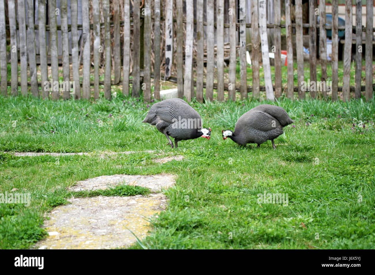 Domestic guinea fowls hi-res stock photography and images - Alamy