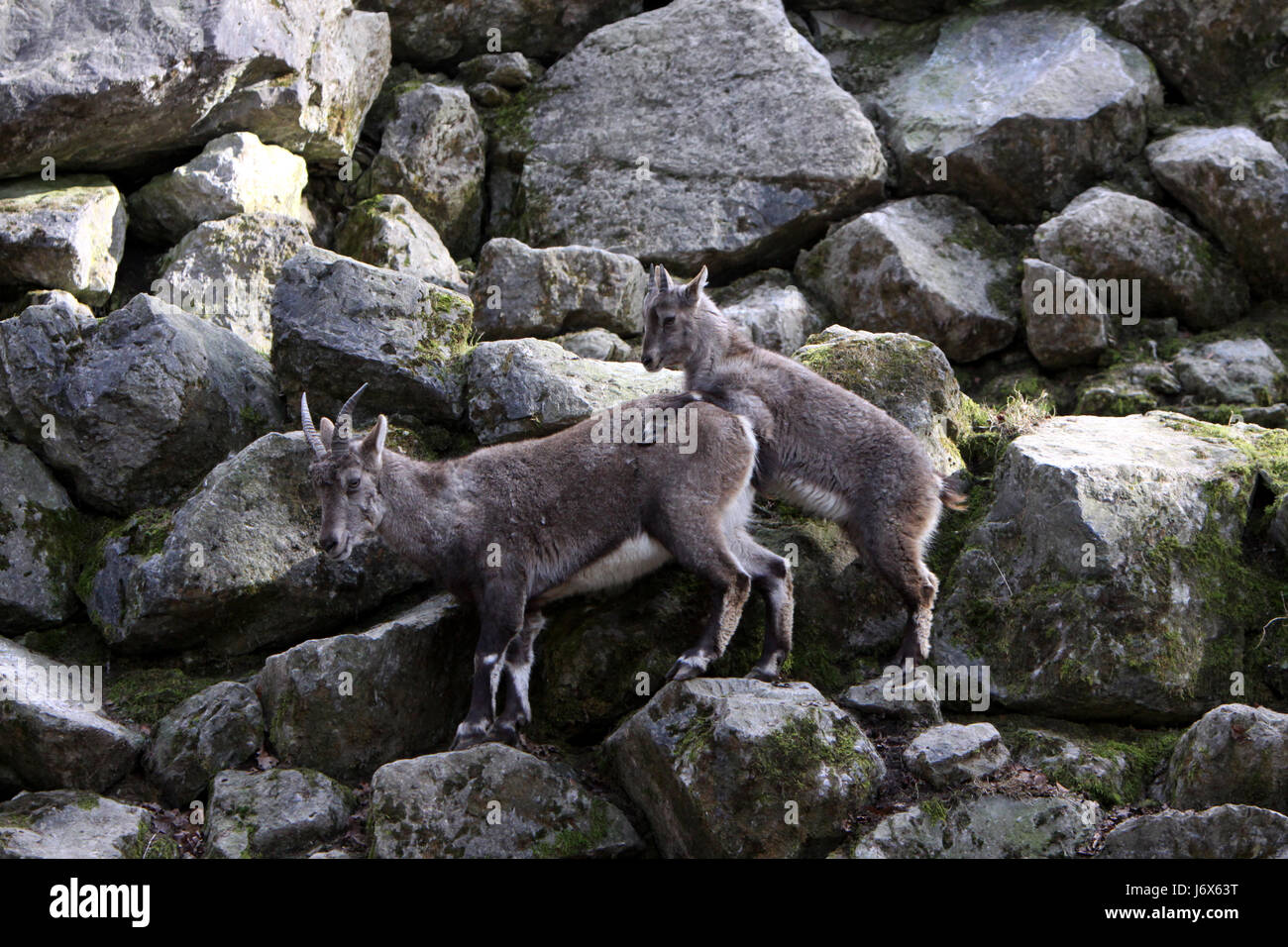 mammal goat buck male capricorn bouquetin animal mammal goat buck male ...