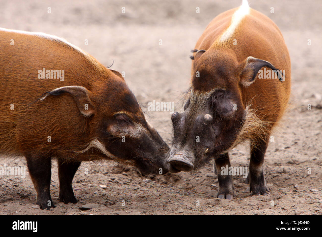 wild boar pig pigs hoofed animal animal mammal brown brownish brunette ...