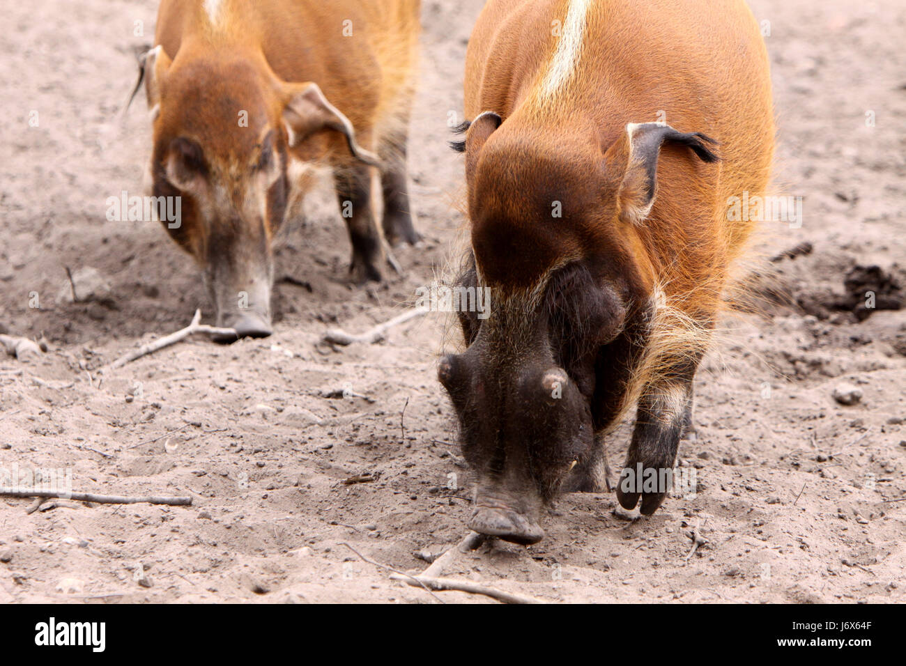 wild boar pig pigs hoofed animal animal mammal brown brownish brunette ...